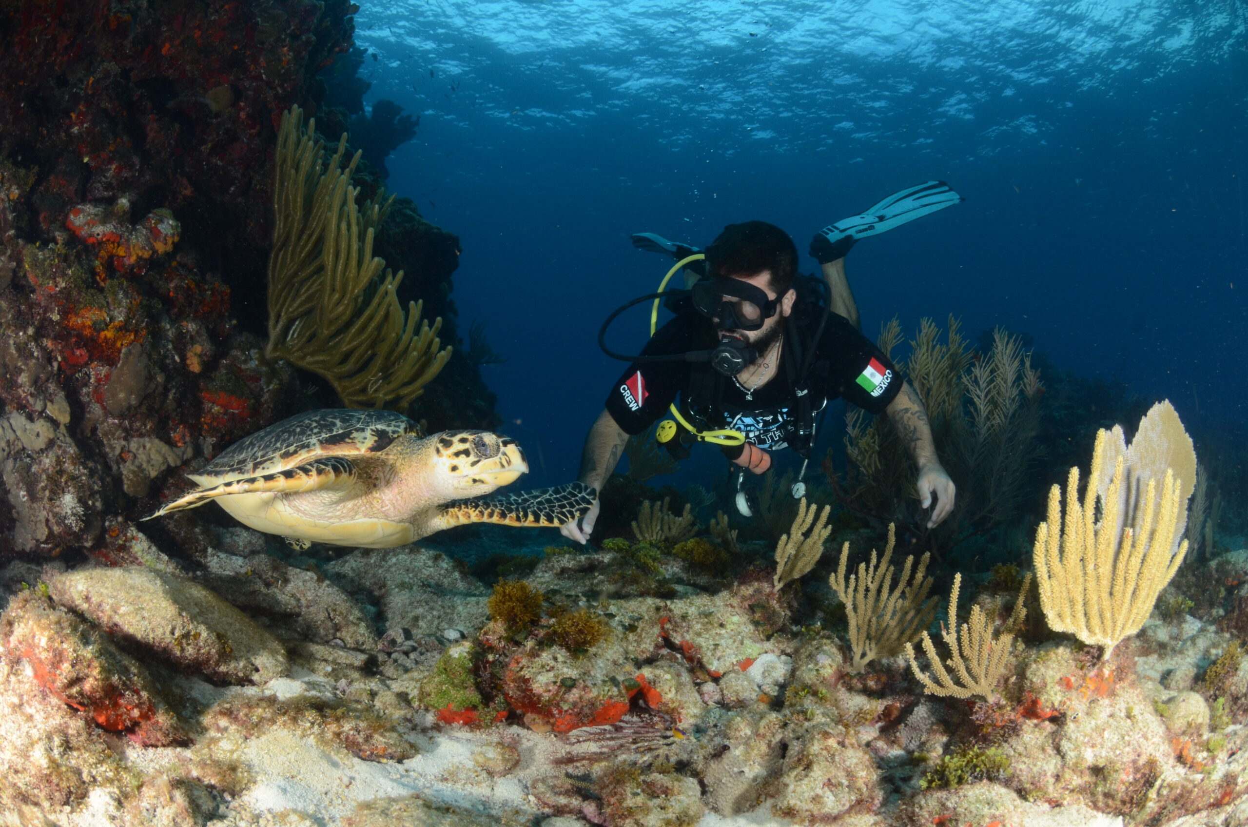 Home - Riviera Maya Diving Adventures - Scuba Diving